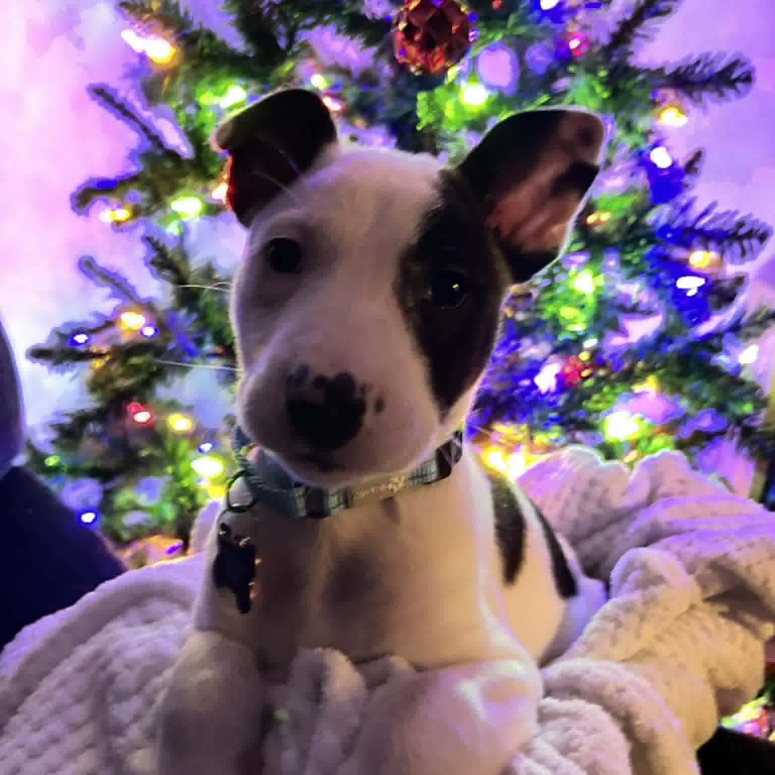 Adopt Buddy Today - Pets TheCountyOffice