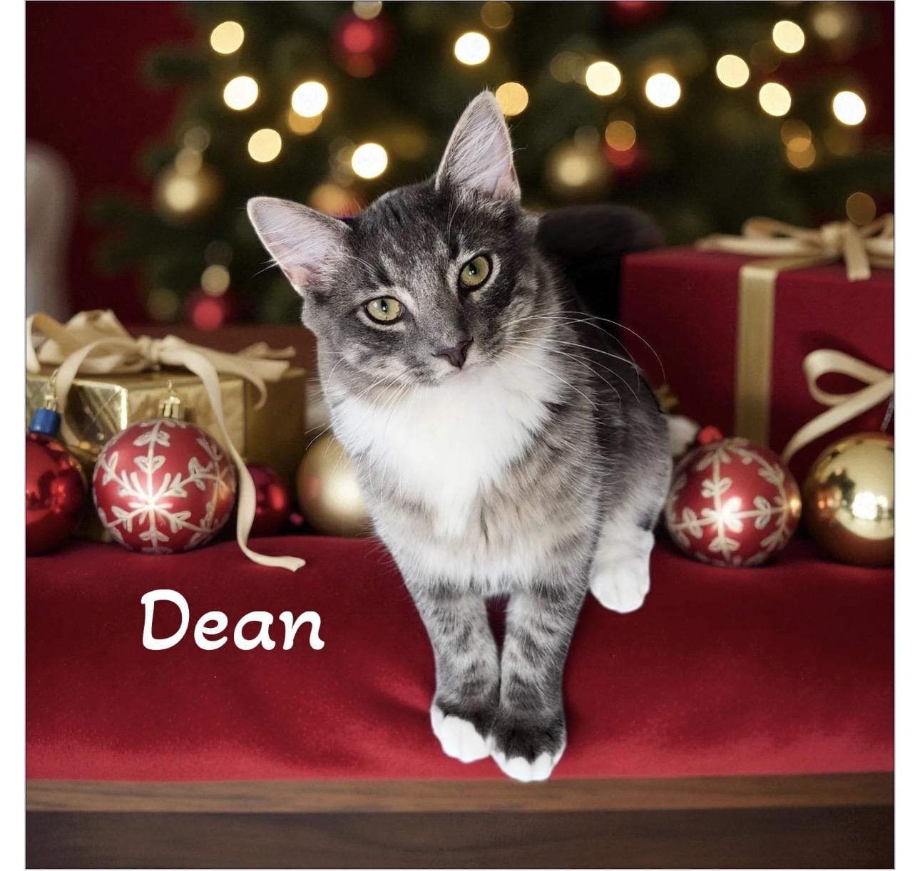 Adopt Dean Today - Pets TheCountyOffice