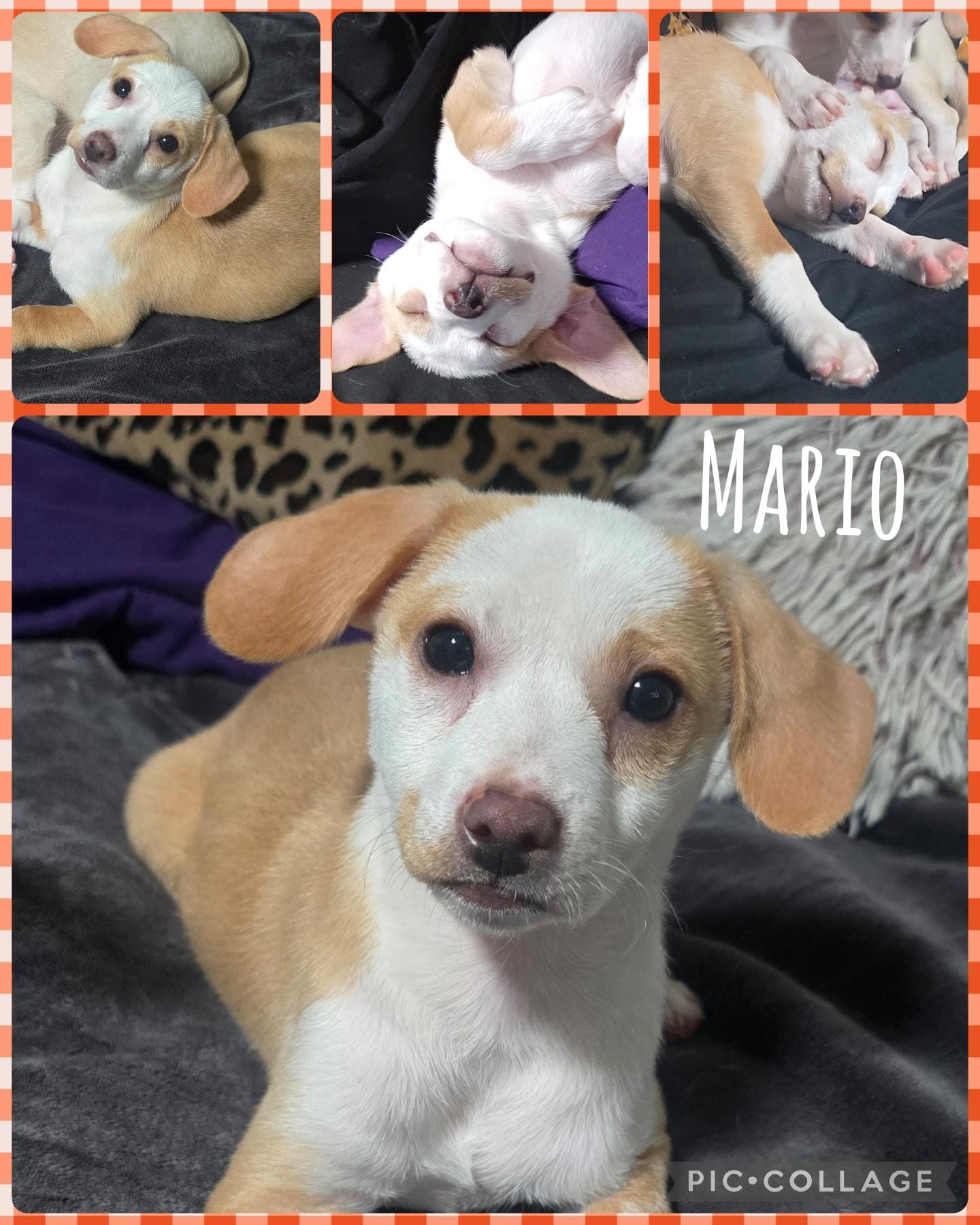 Adopt Mario Today - Pets TheCountyOffice