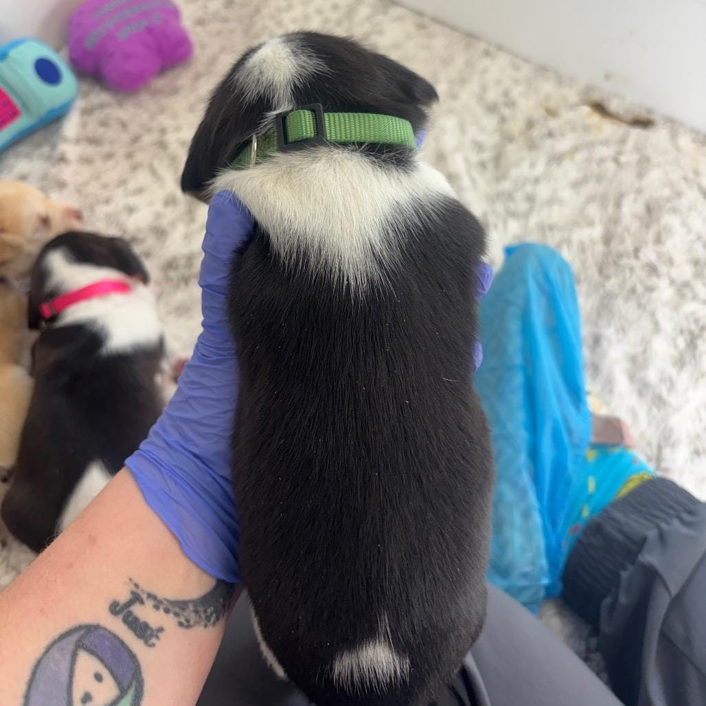 Adopt Billie Today - Pets TheCountyOffice