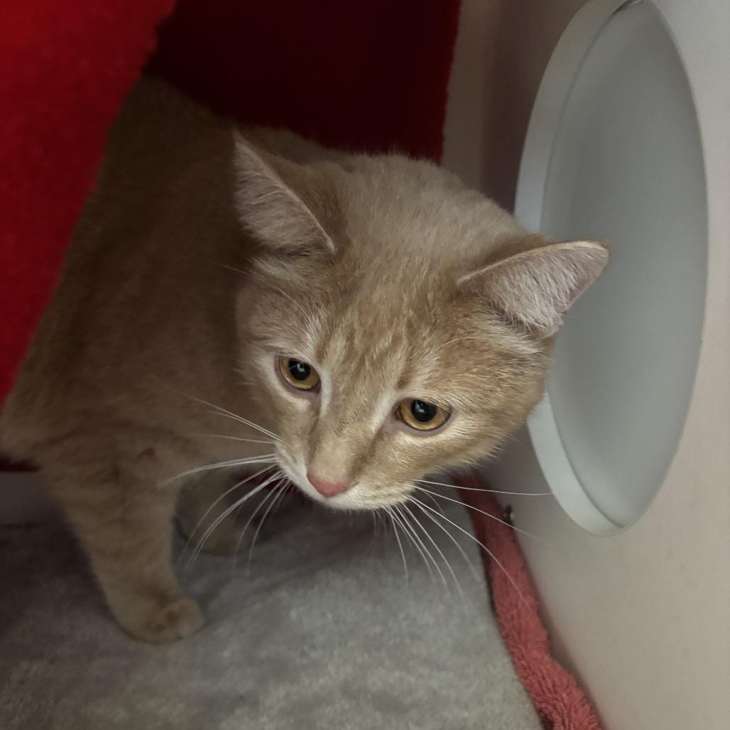 Adopt Willy Today - Pets TheCountyOffice