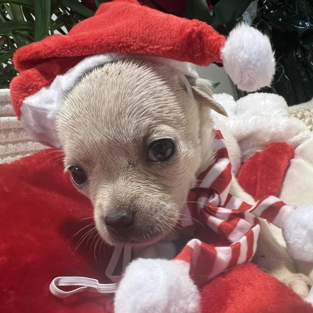 Adopt Cheddar Today - Pets TheCountyOffice