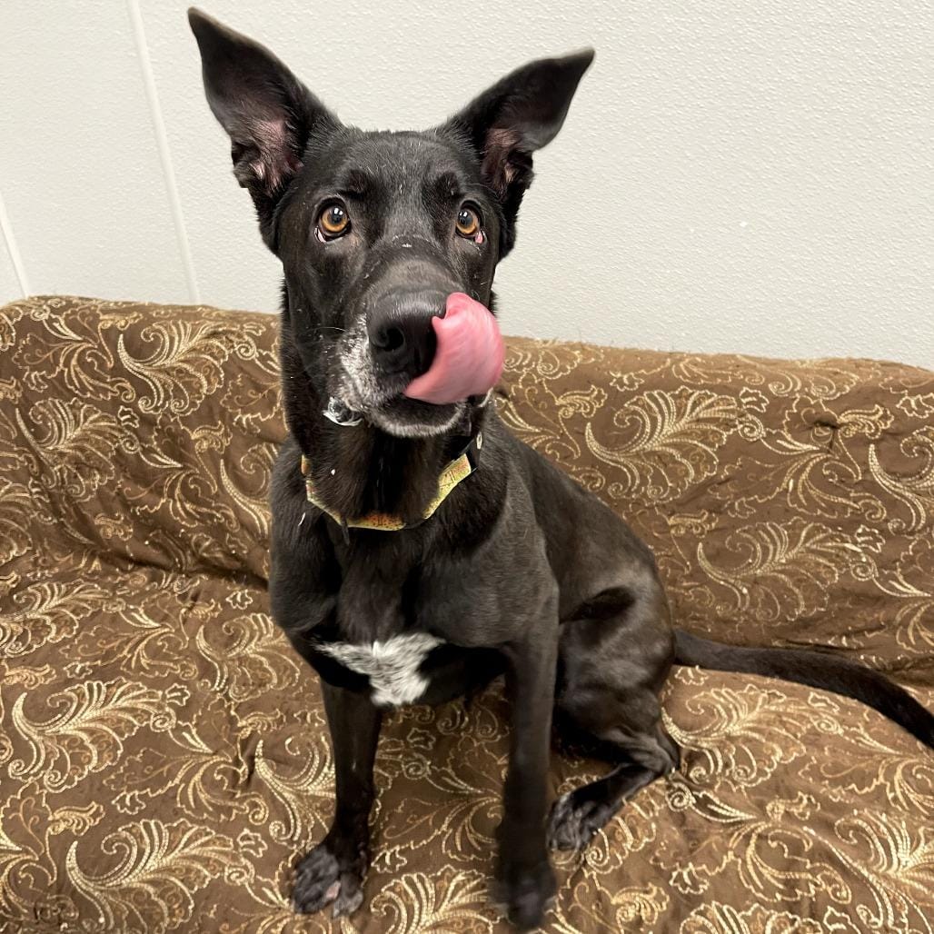 Adopt Hades Today - Pets TheCountyOffice