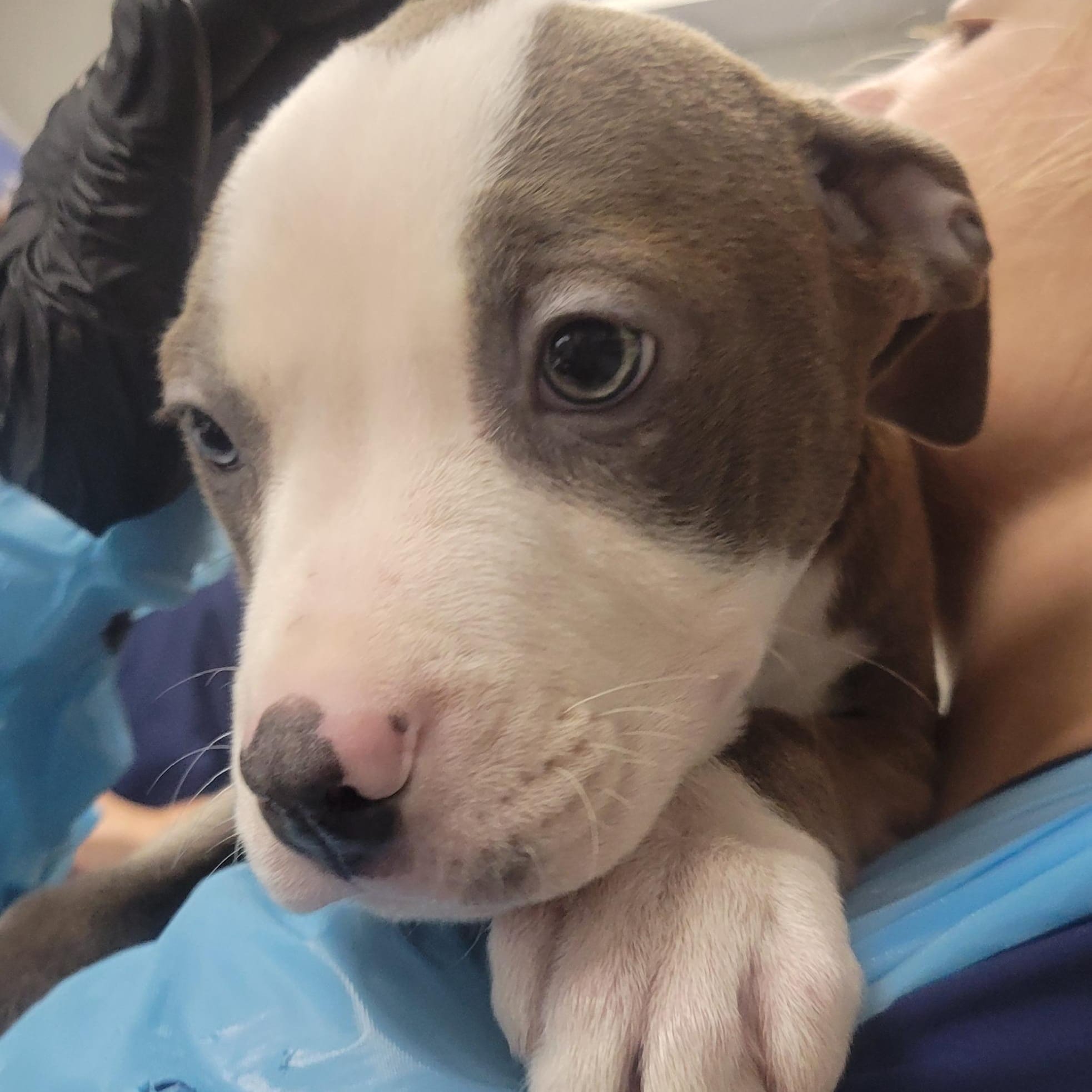 Adopt Cupid Today - Pets TheCountyOffice