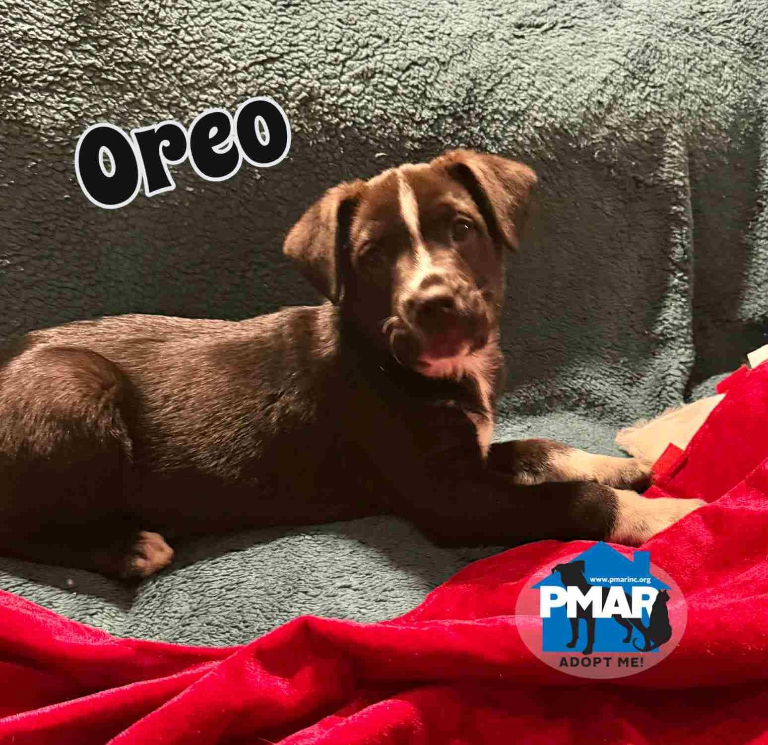 Adopt Oreo Today - Pets TheCountyOffice