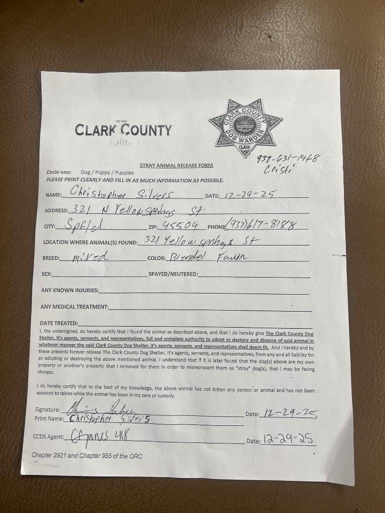 Adopt Mickey Today - Pets TheCountyOffice