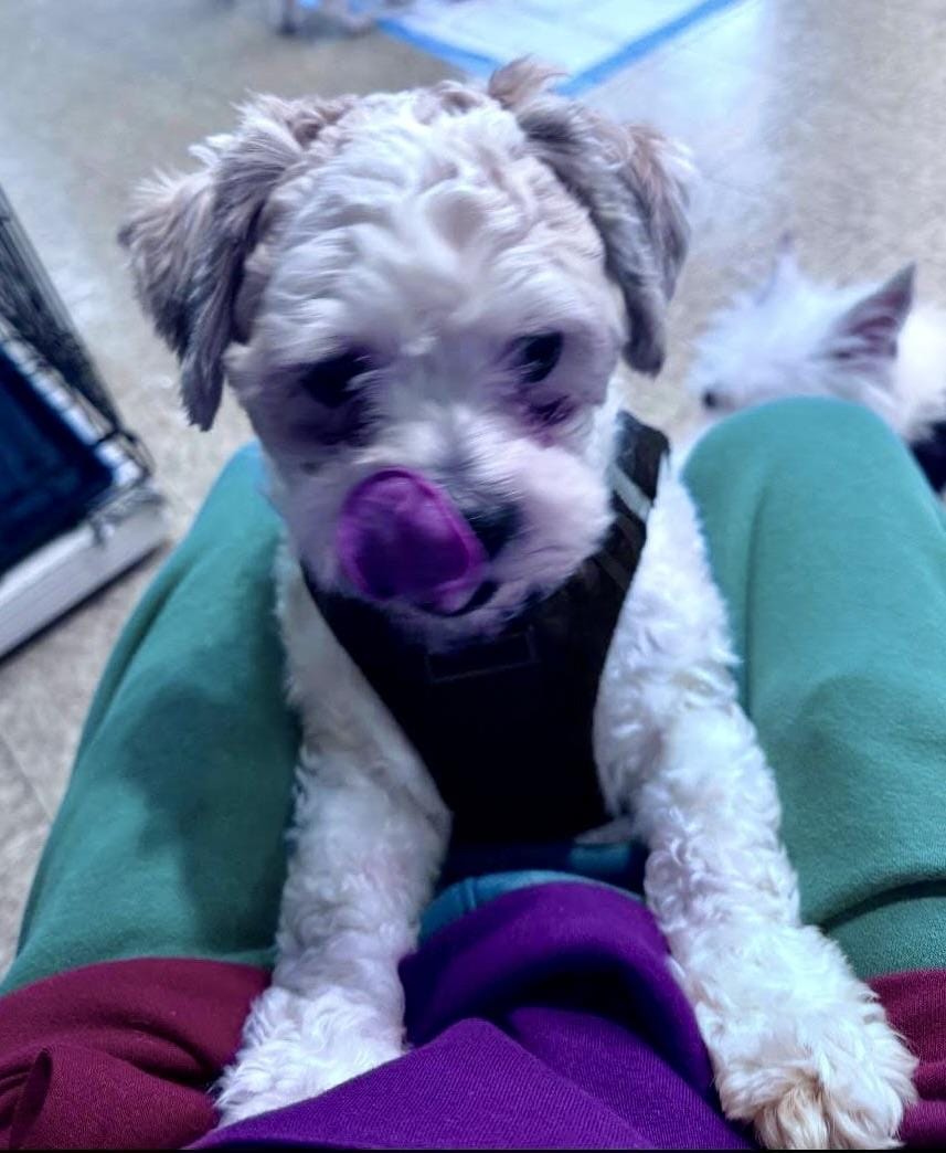 Adopt Tommy Today - Pets TheCountyOffice