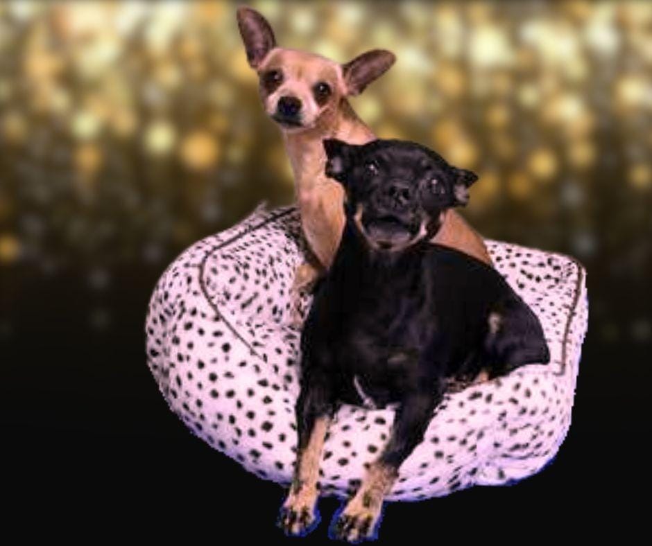 Adopt DARLENE Today - Pets TheCountyOffice