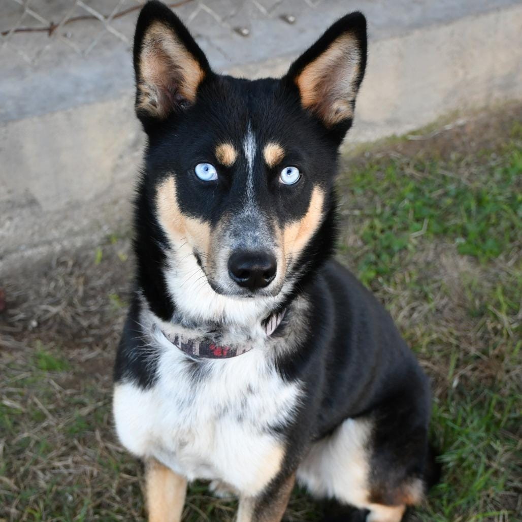 Adopt Warrington Today - Pets TheCountyOffice