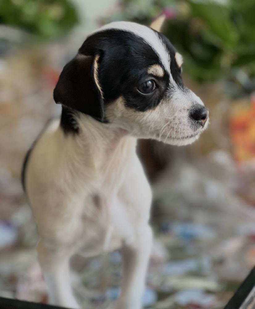 Adopt Jonny Today - Pets TheCountyOffice