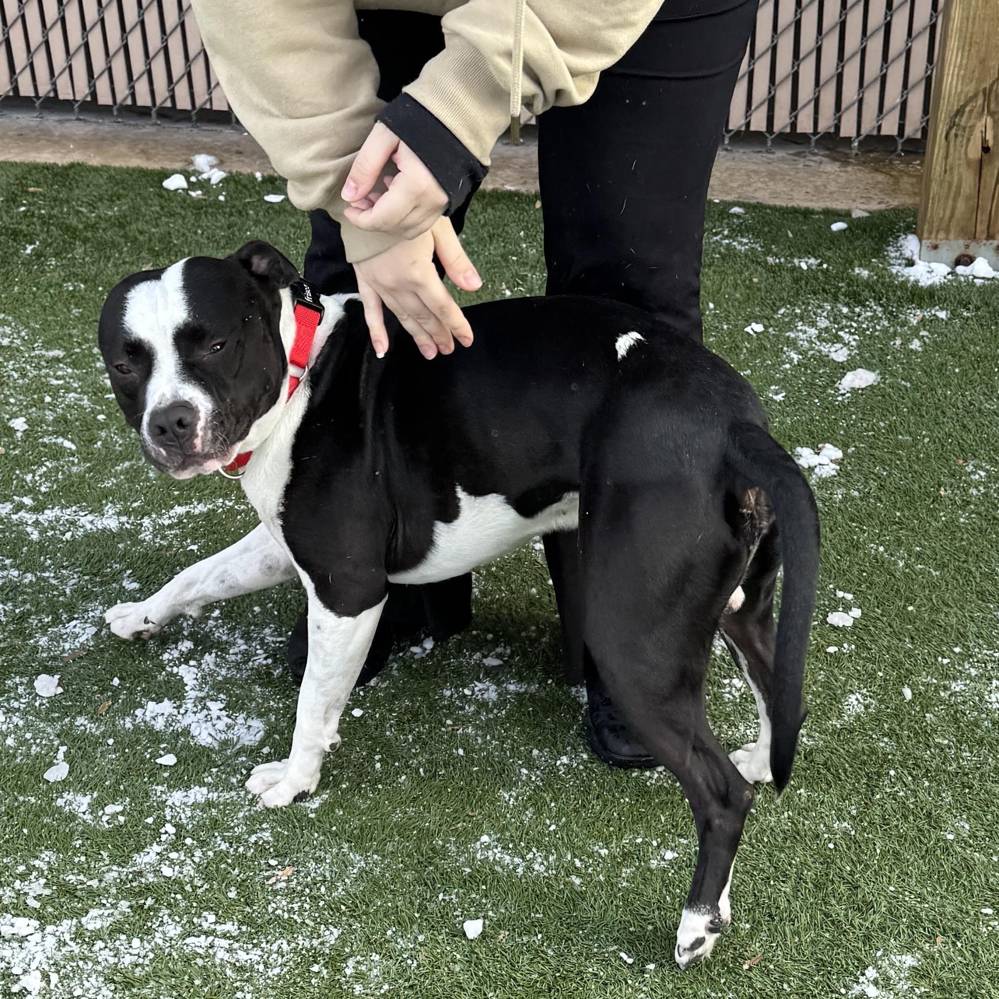 Adopt Meet DADDY - EXTRA FRIENDLY B&W STAFFIE, what a great boy! Today ...