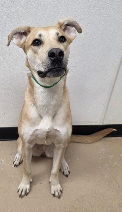 Adopt Mistletoe Today - Pets TheCountyOffice