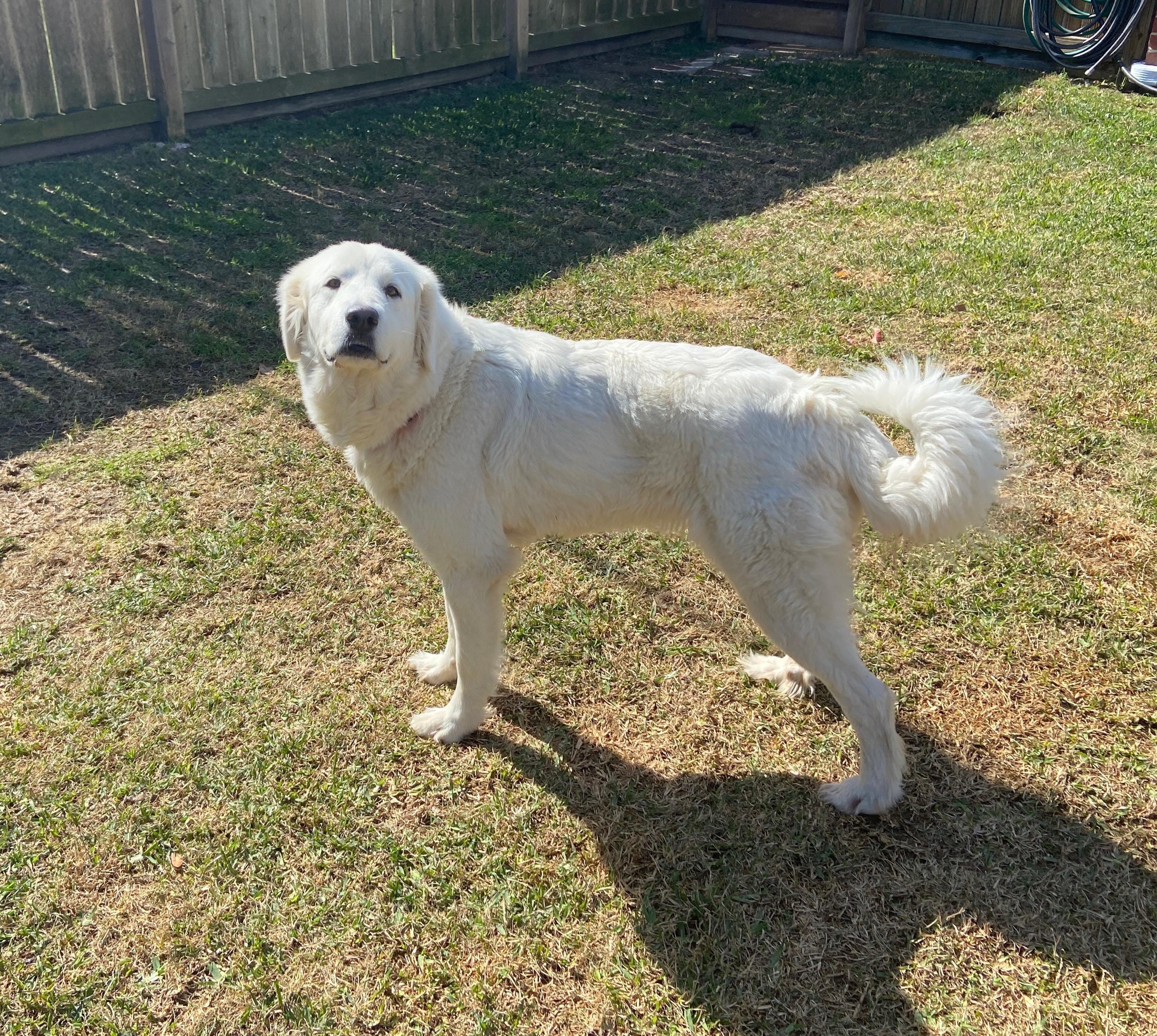 Adopt Lyn Today - Pets TheCountyOffice