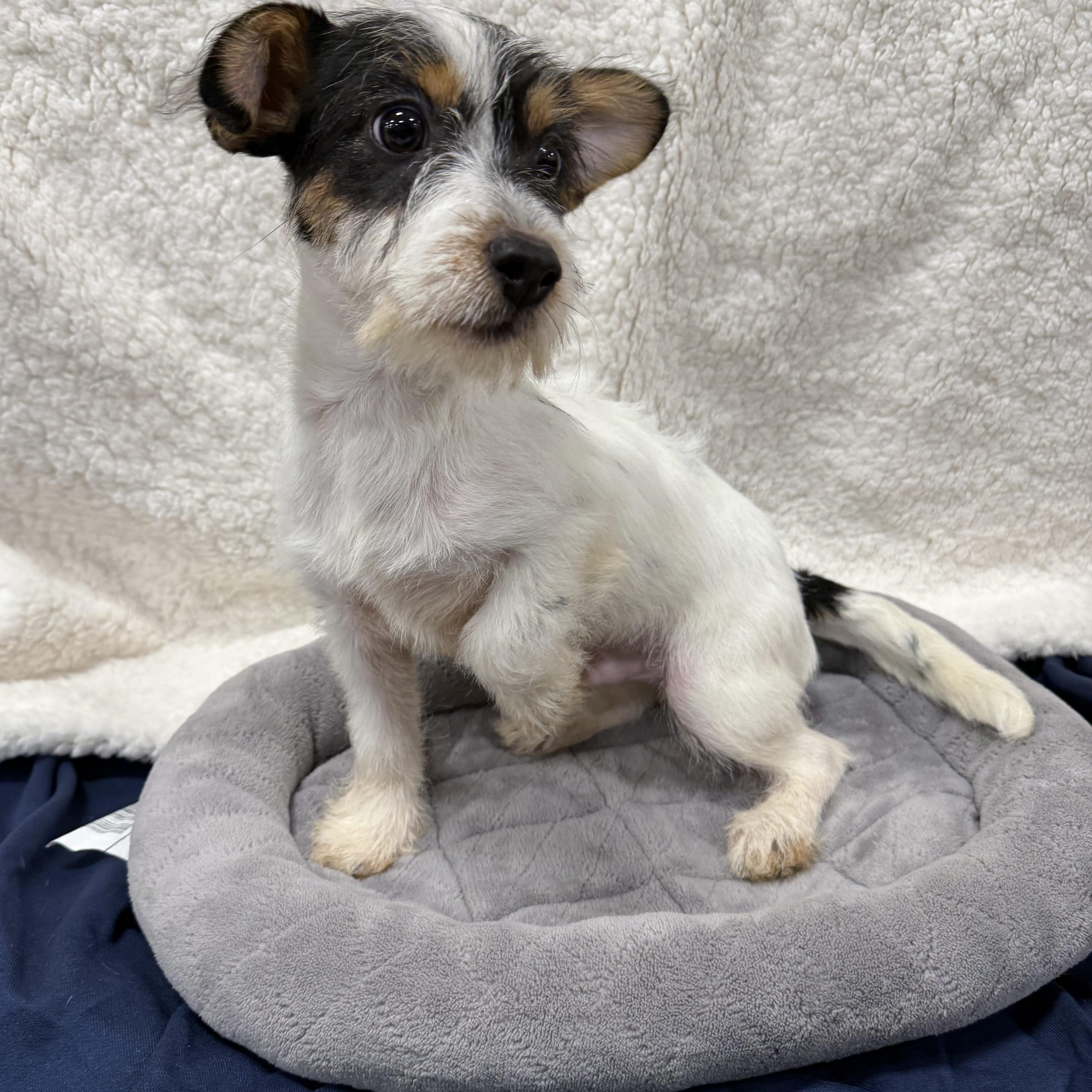 Adopt Russell Today - Pets TheCountyOffice