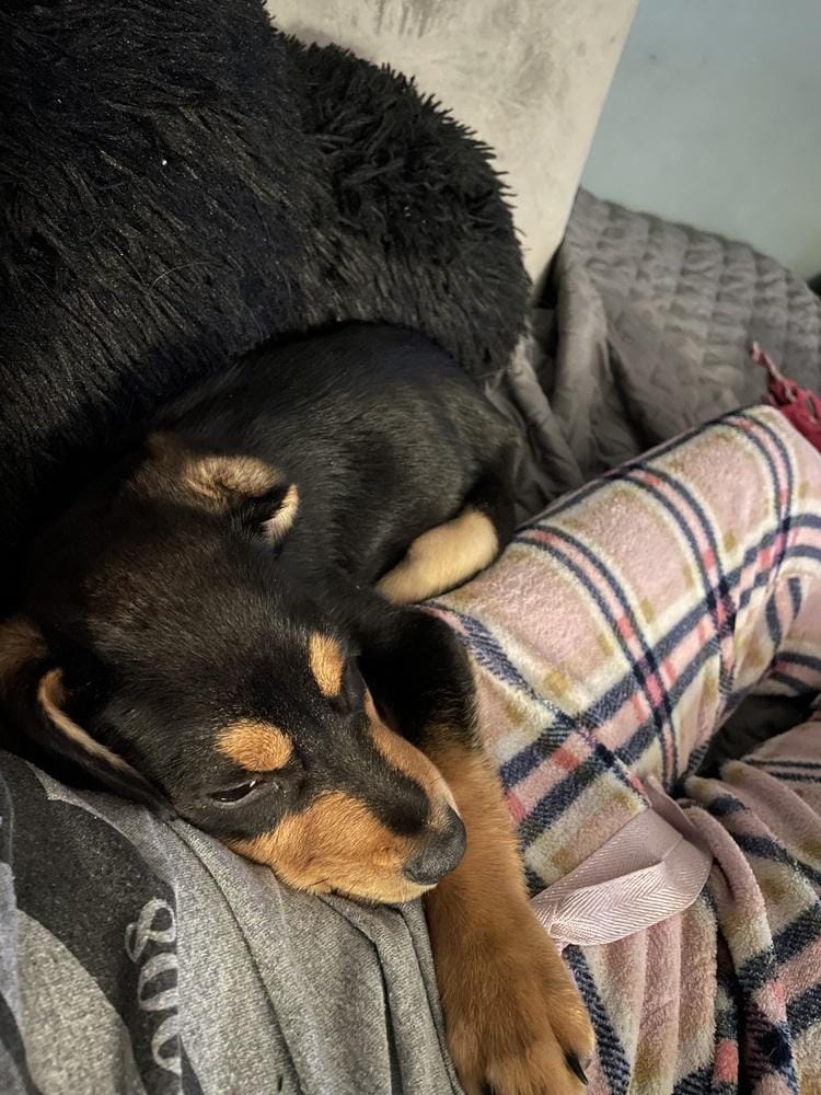 Adopt Angel Today - Pets TheCountyOffice