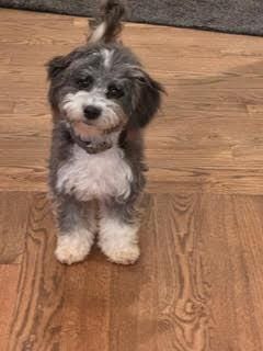 Adopt Colin Firth Today - Pets TheCountyOffice