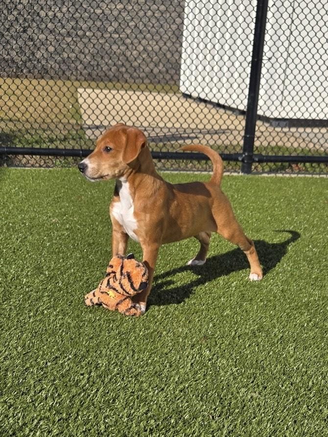 Adopt Curly Today - Pets TheCountyOffice