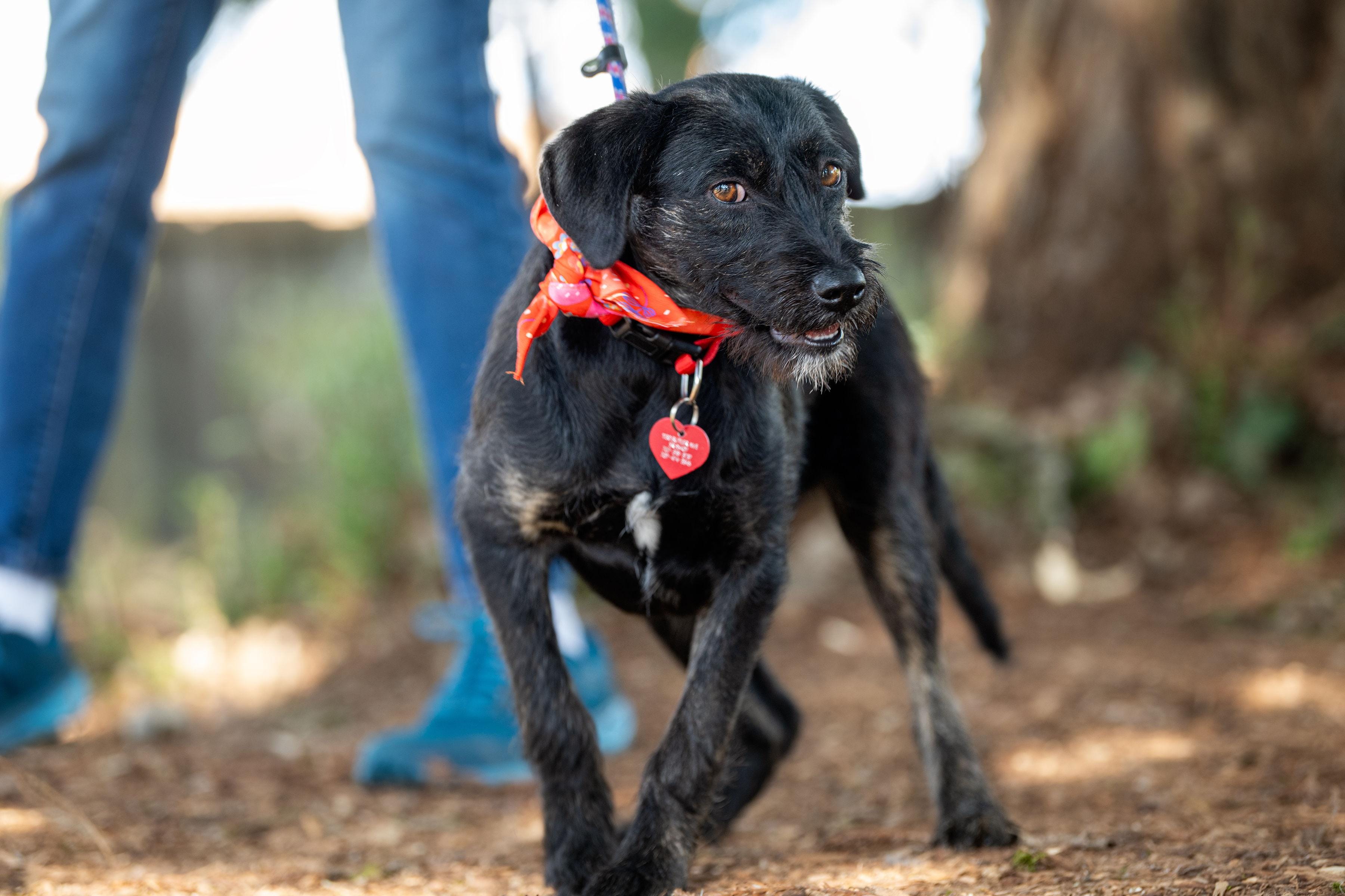 Adopt Balu Today - Pets TheCountyOffice