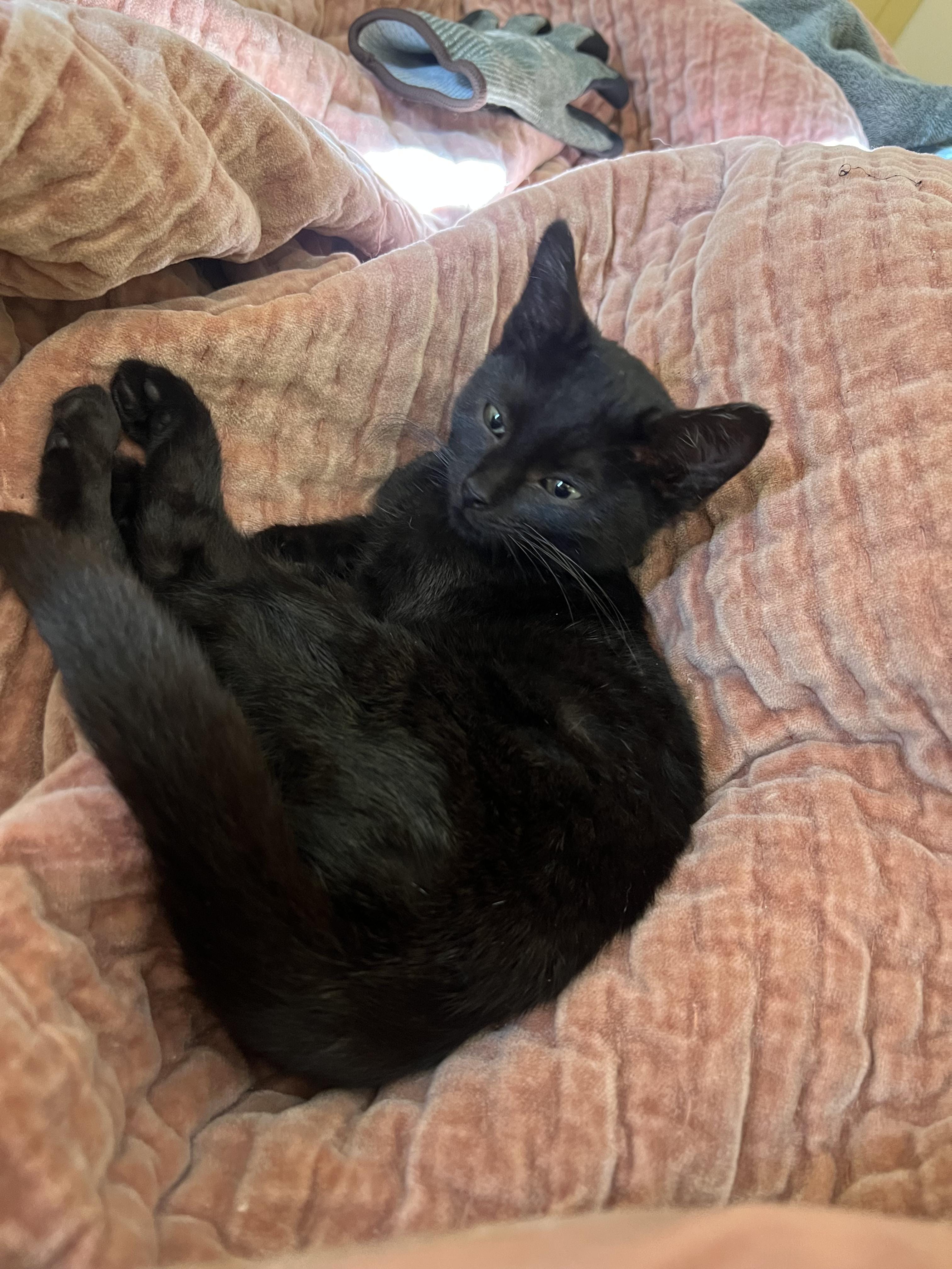 Adopt Mr. Tiny Tim Today - Pets TheCountyOffice