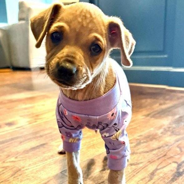 Adopt Mabel Today - Pets TheCountyOffice
