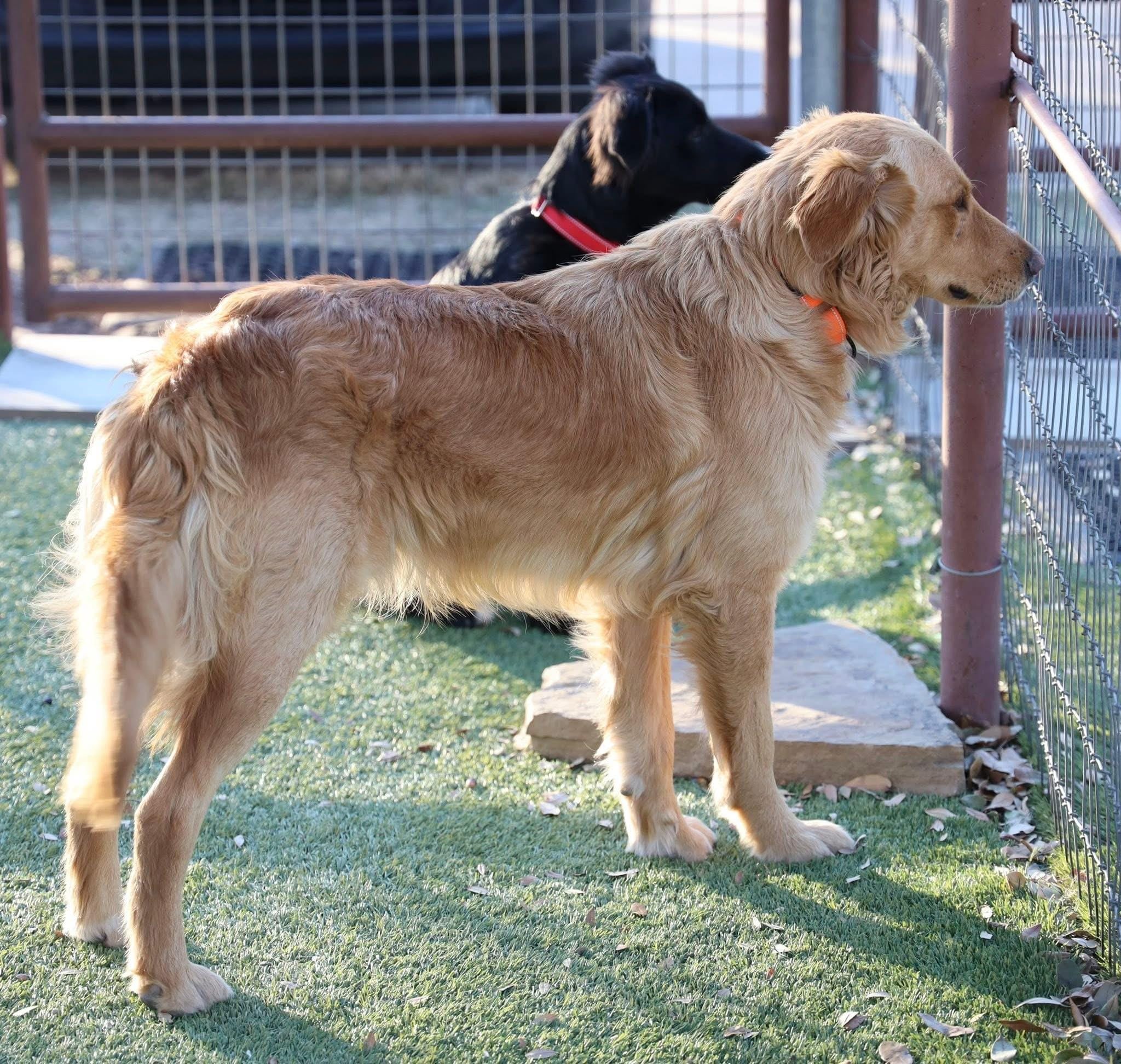 Adopt Bud Today - Pets TheCountyOffice