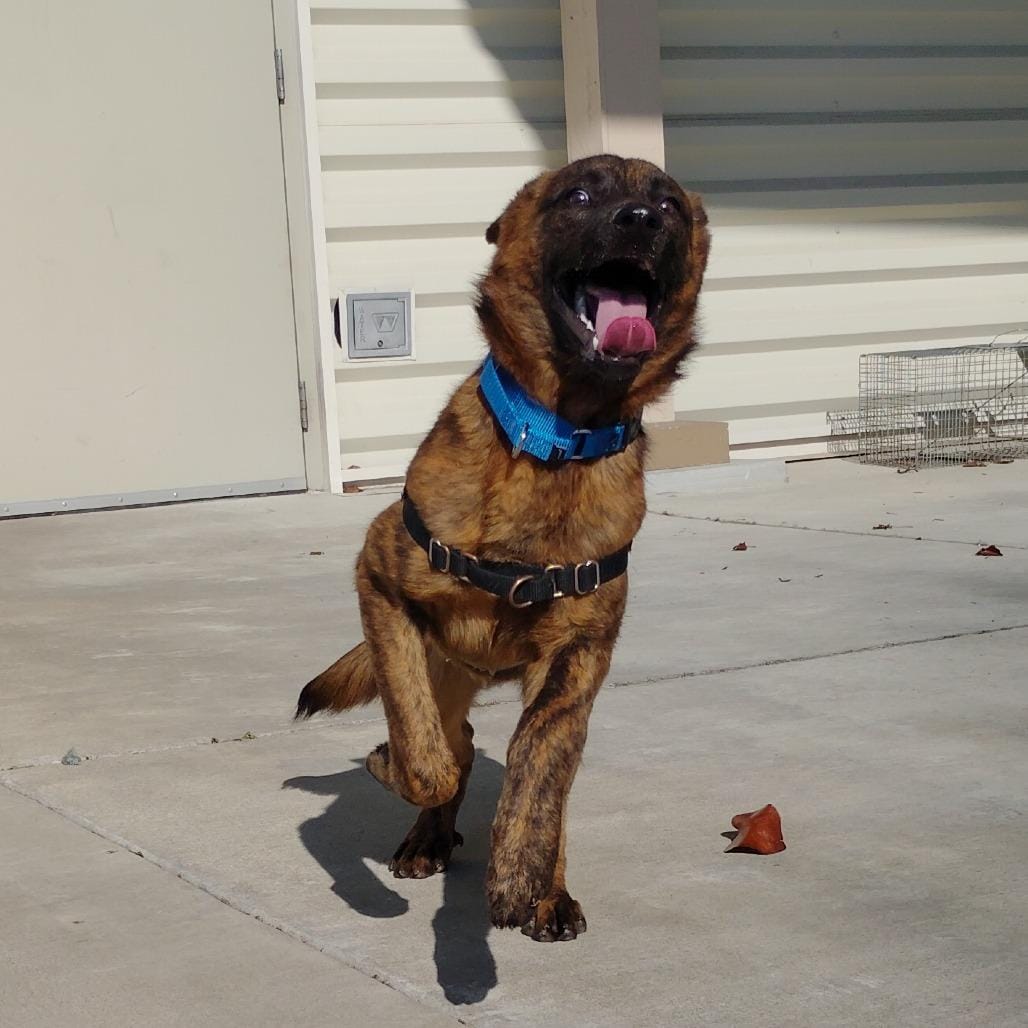 Adopt Fletcher Today - Pets TheCountyOffice