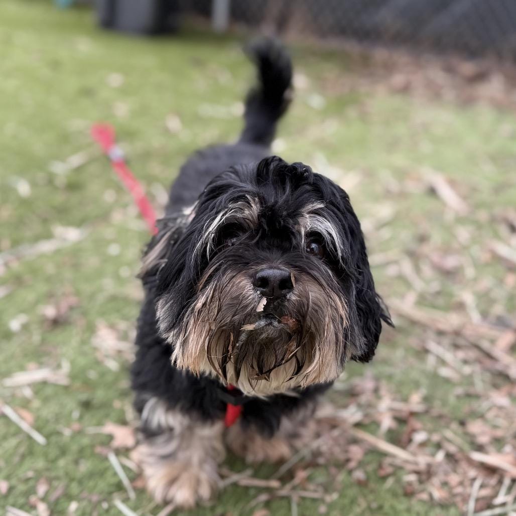 Adopt Toby Today - Pets TheCountyOffice