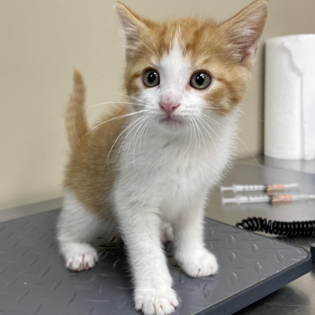 Adopt Cheeto Today - Pets TheCountyOffice