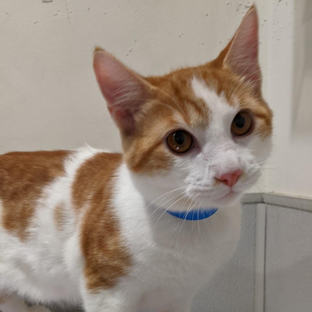 Adopt Loki Today - Pets TheCountyOffice