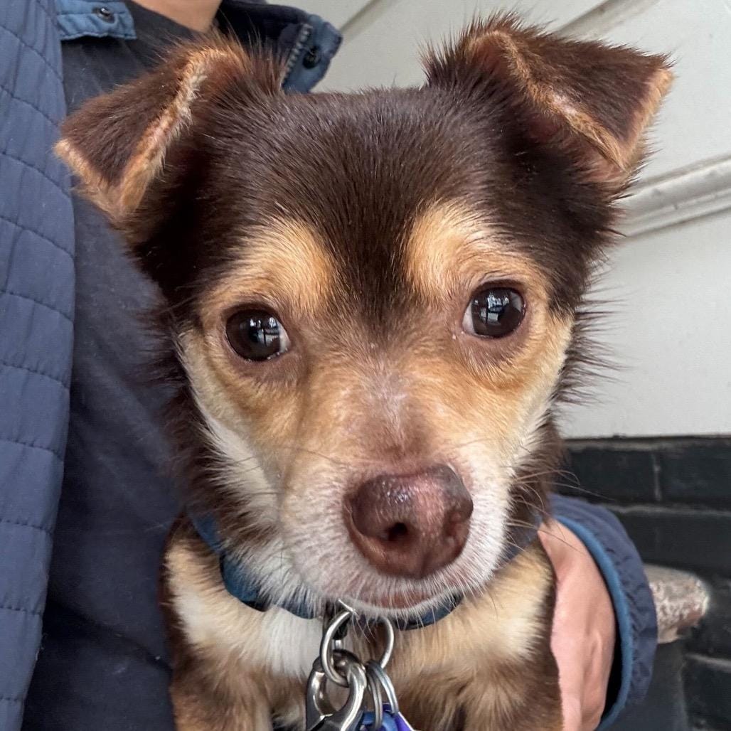 Adopt A790121 Today - Pets TheCountyOffice