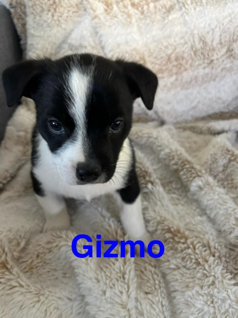 Adopt Gizmo Today - Pets TheCountyOffice