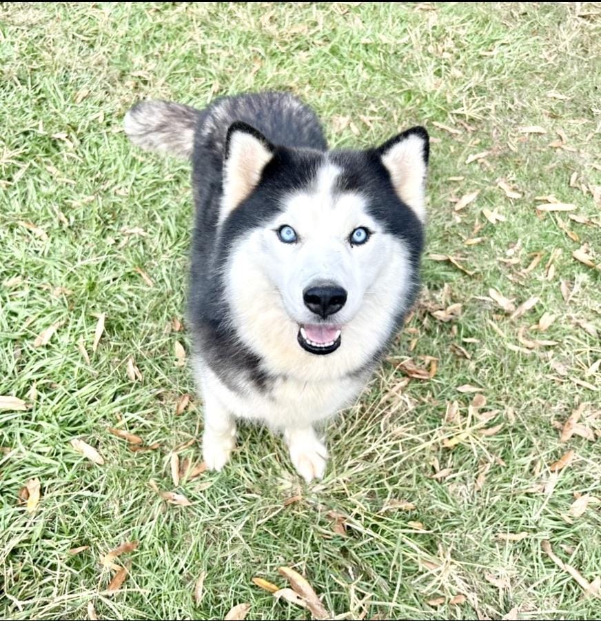 Adopt Alaska Today - Pets TheCountyOffice