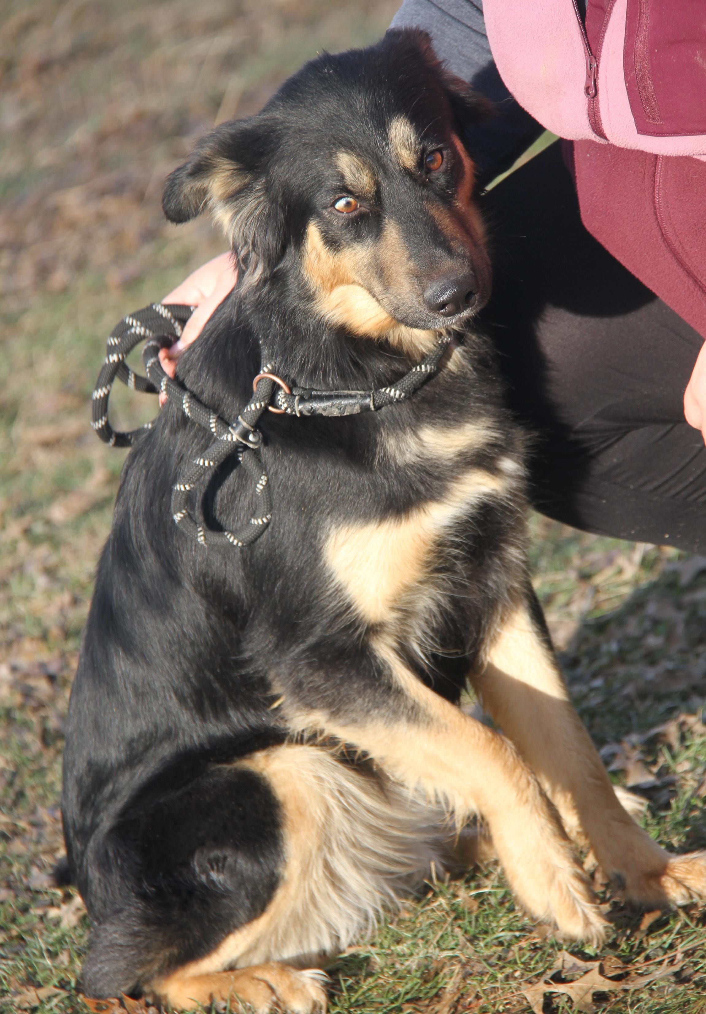 Adopt Tubby & Daisey (Bonded Pair) Today - Pets TheCountyOffice