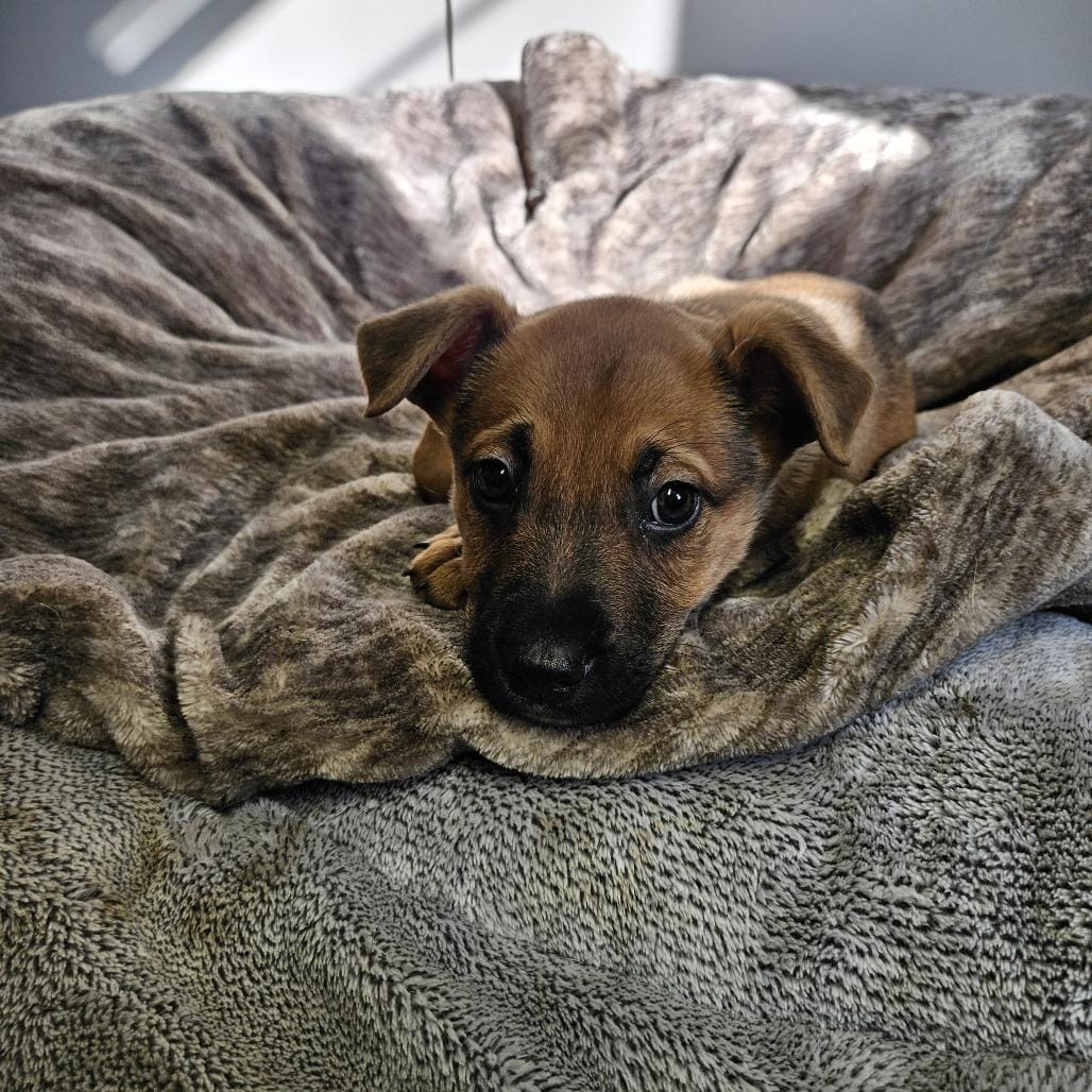 Adopt Bert Today - Find Paw Pal