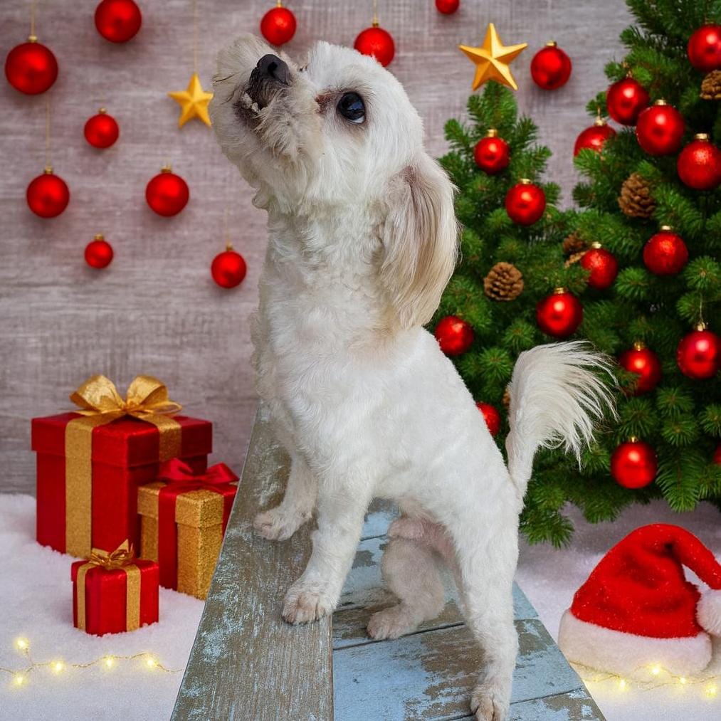 Adopt Reginald Today - Pets TheCountyOffice