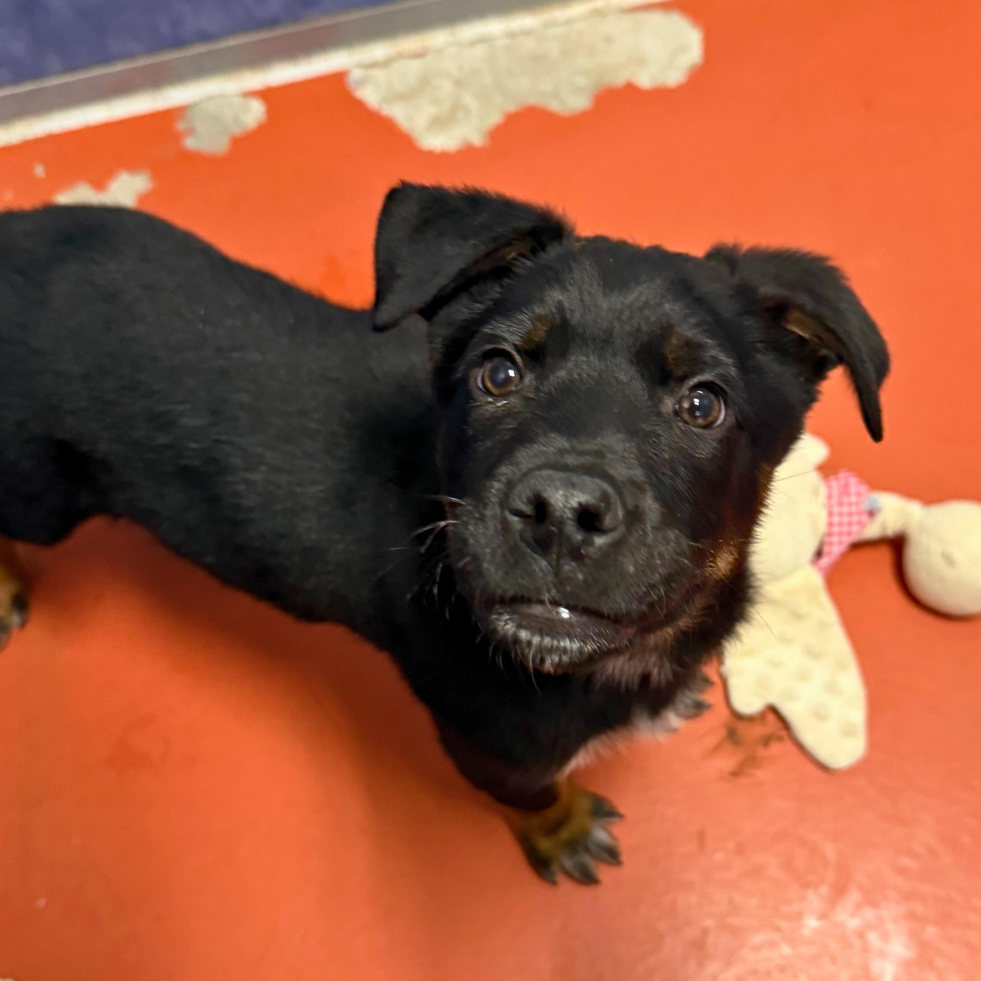 Adopt Gerald Today - Pets TheCountyOffice