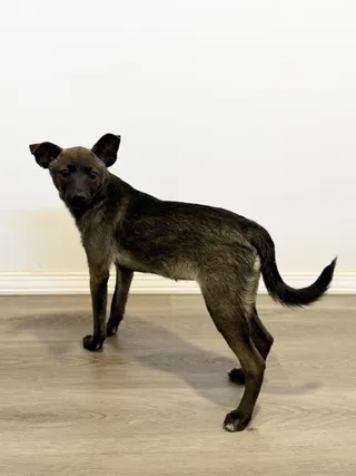 Adopt Phoebe Today - Pets TheCountyOffice