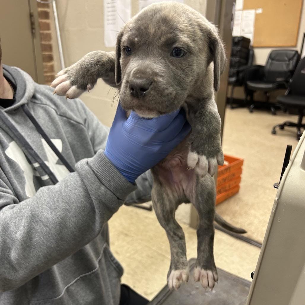Adopt Coal Today - Pets TheCountyOffice