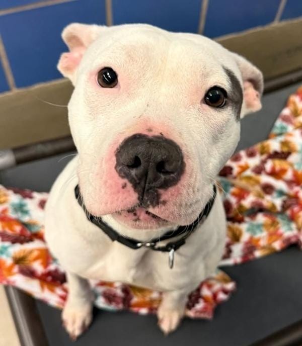 Adopt HUGGY Today - Pets TheCountyOffice