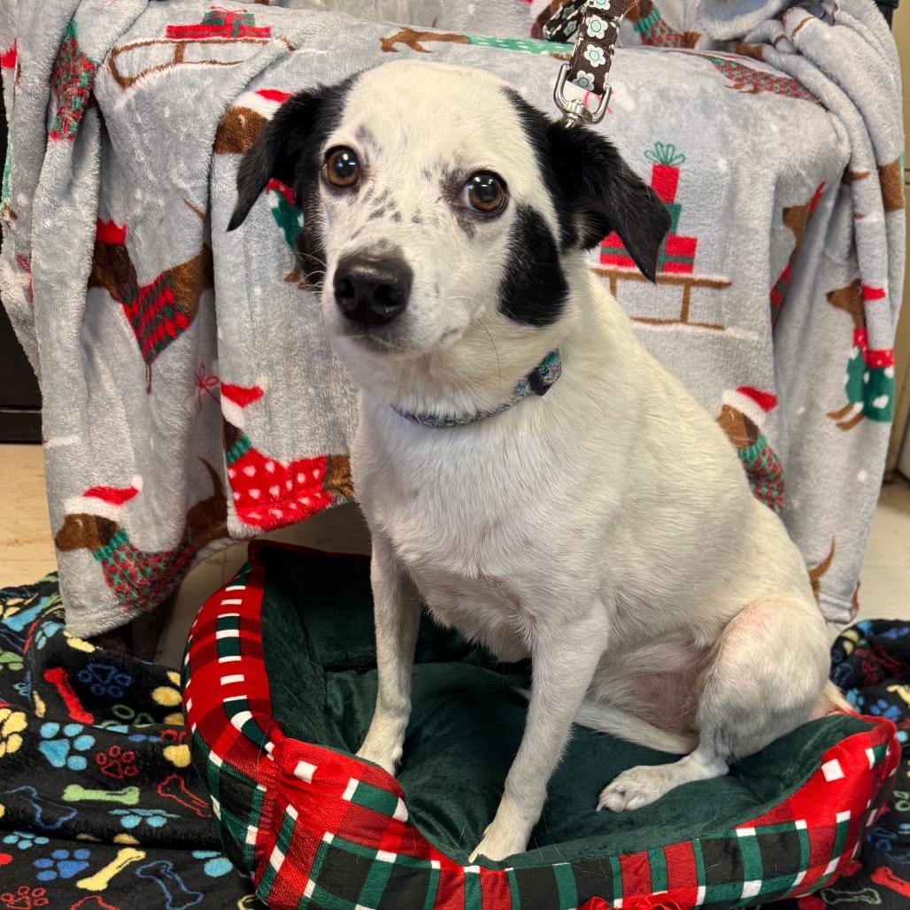 Adopt Morgan Today - Pets TheCountyOffice