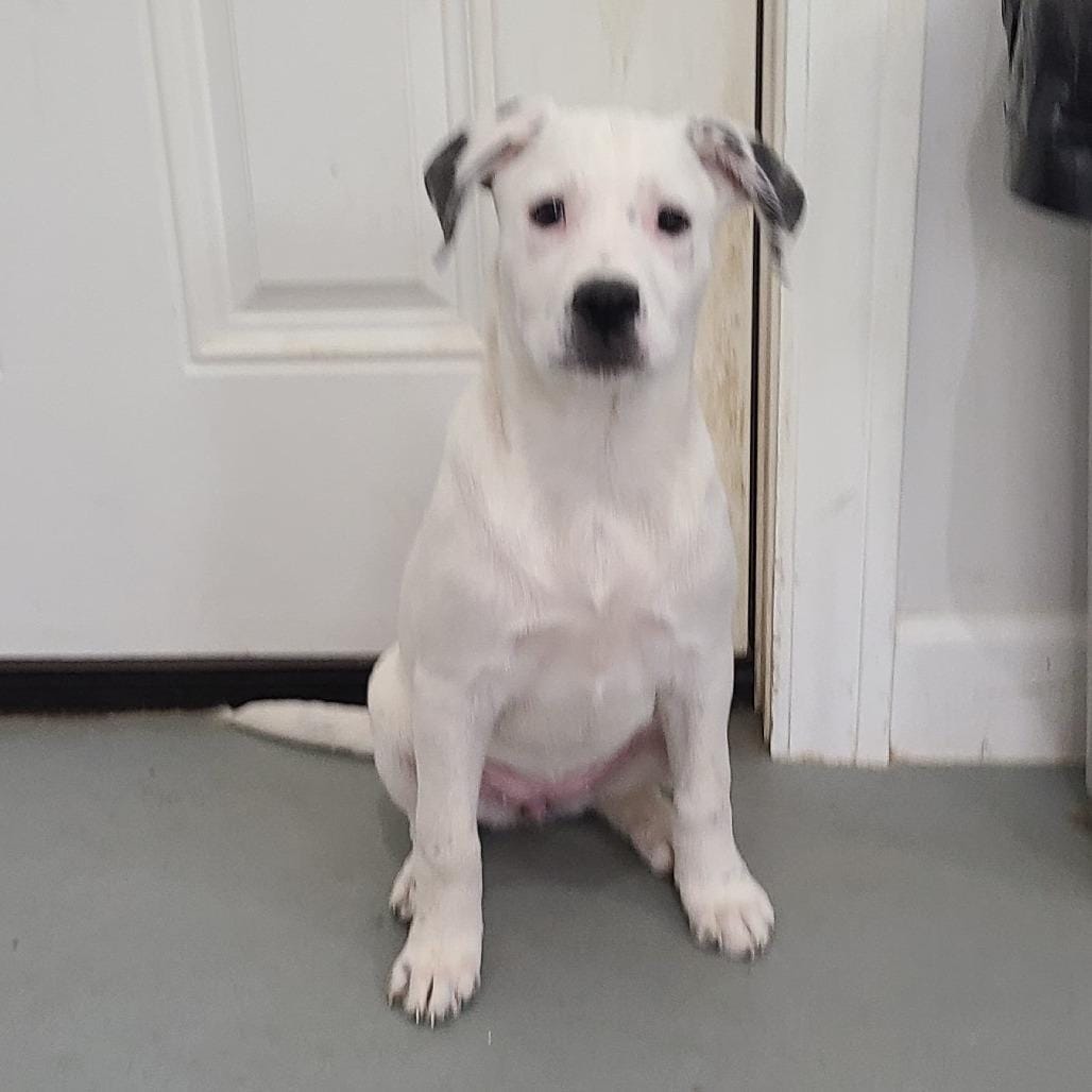 Adopt Ivy Today - Pets TheCountyOffice