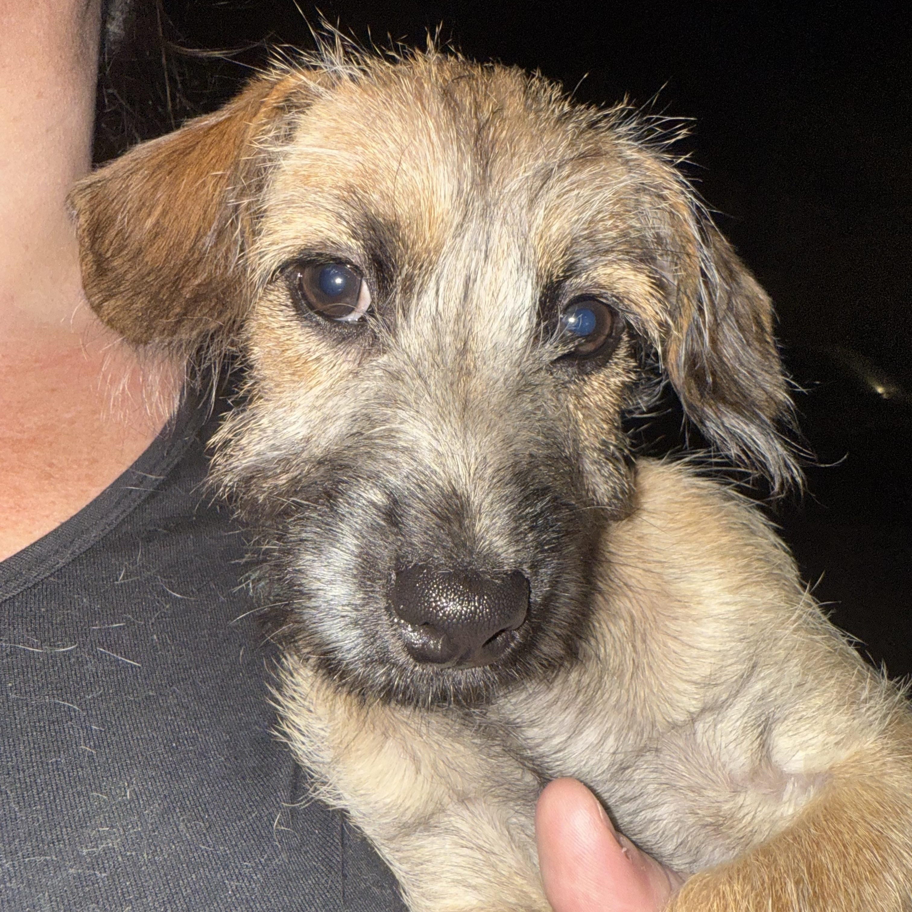 Adopt Taffy Today - Pets TheCountyOffice