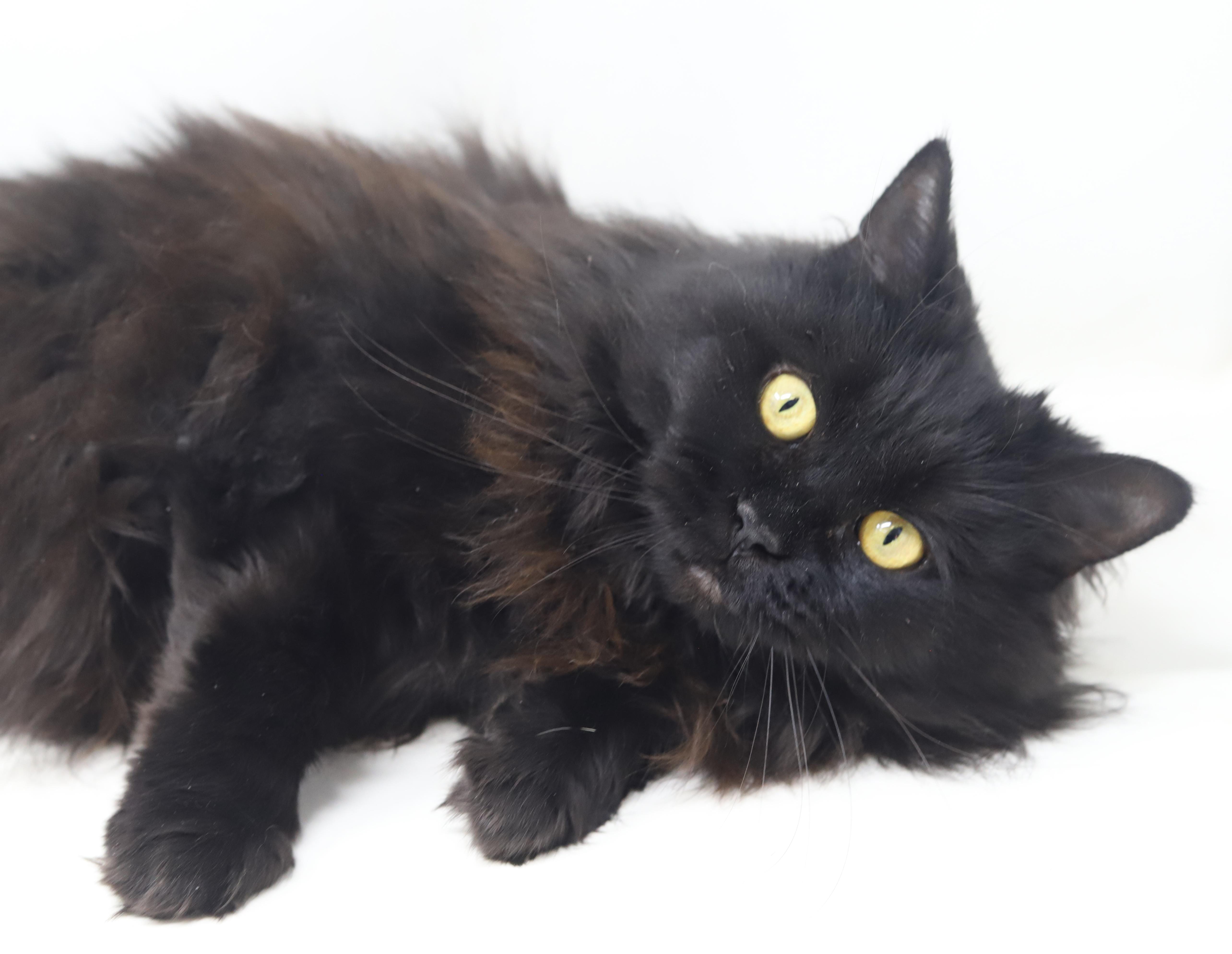 Adopt Lucille is an EXOTIC LOVER! She will make u the luckiest BFF ...