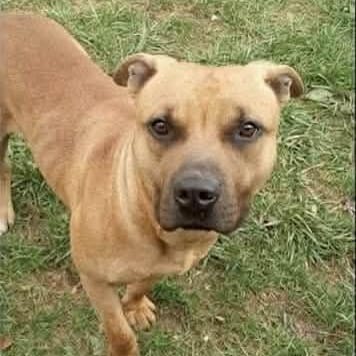 Adopt Fred Today - Pets TheCountyOffice