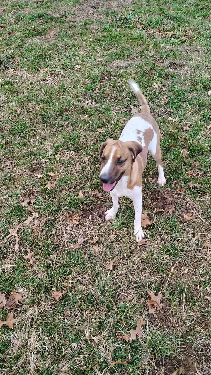 Adopt Fred Today - Pets TheCountyOffice