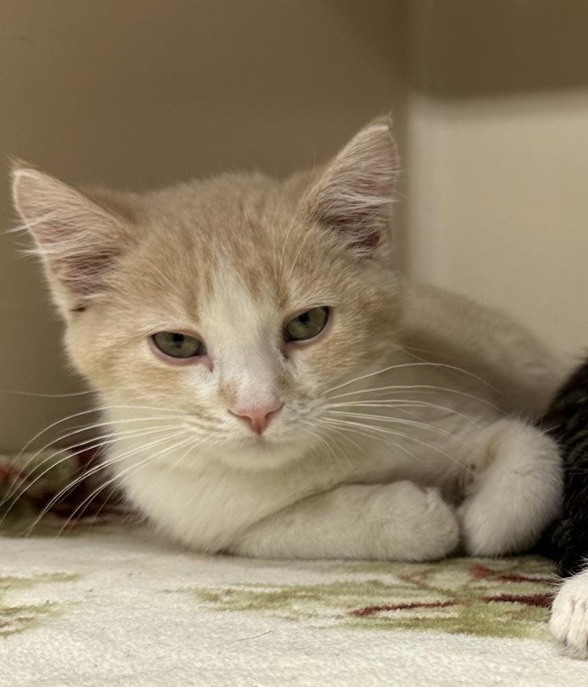 Adopt **Cat Cafe** Tiny Tim Today - Pets TheCountyOffice