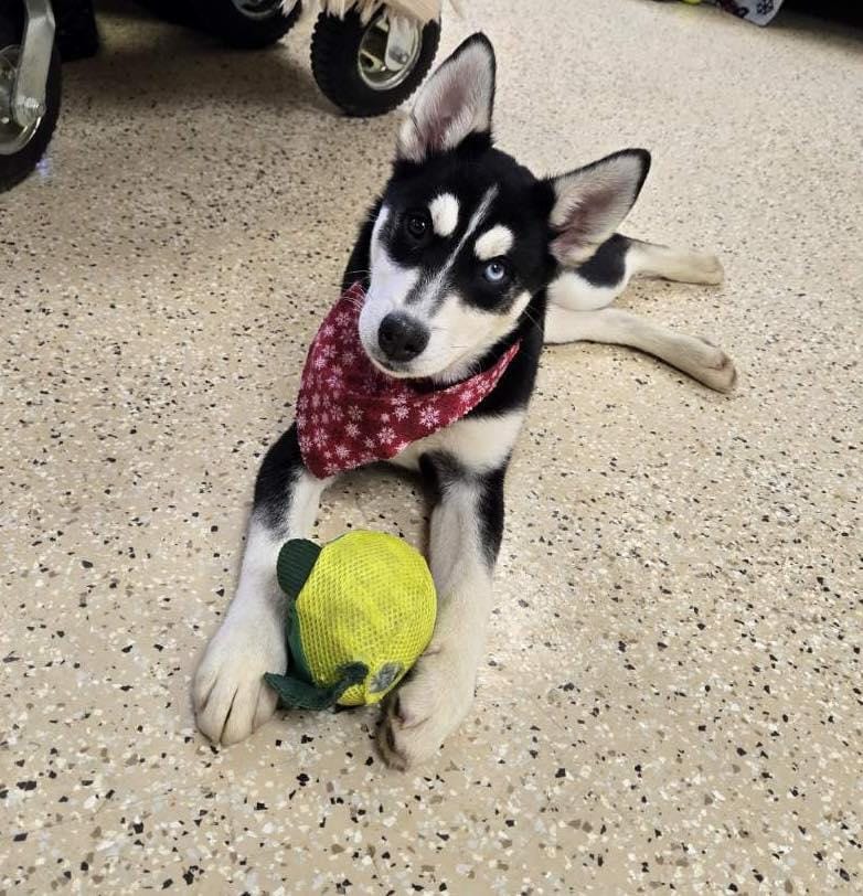 Adopt Frost Today - Pets TheCountyOffice