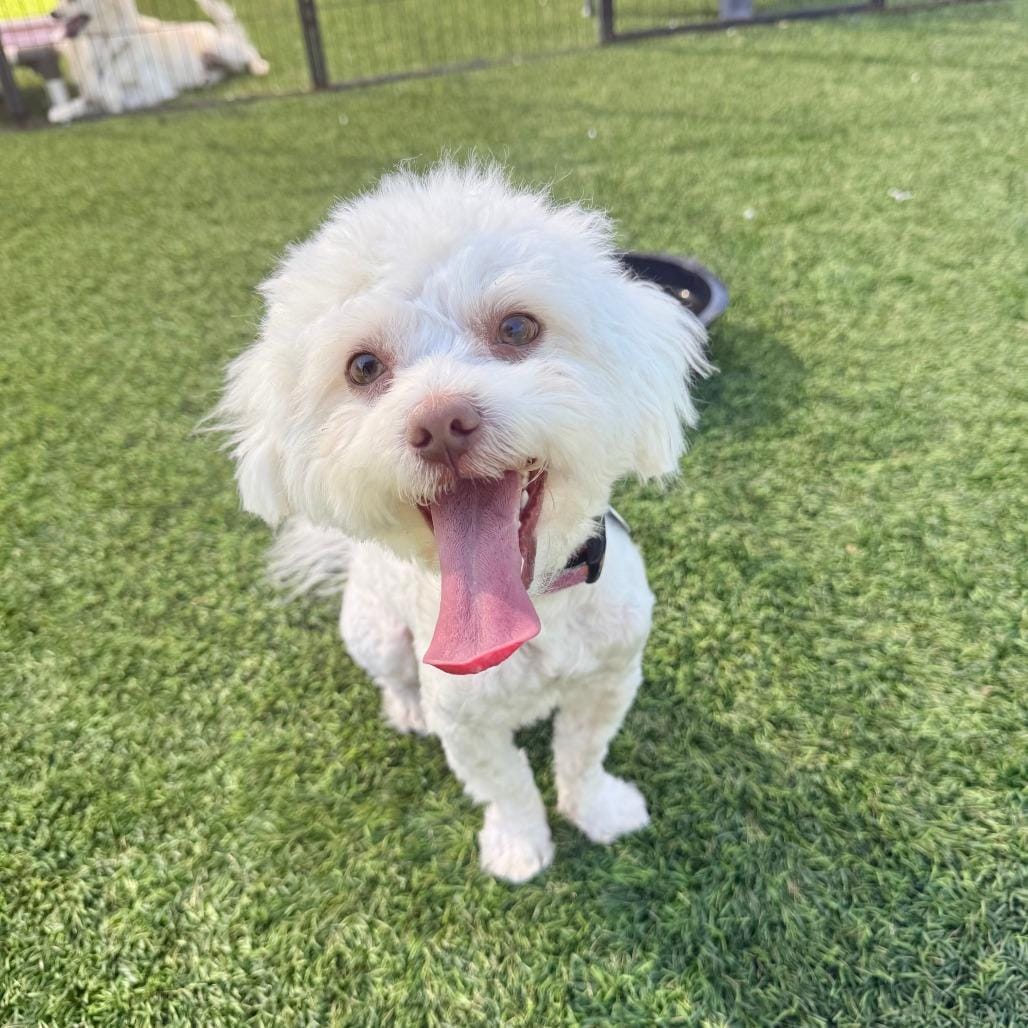 Adopt Flip Flop Today - Pets TheCountyOffice