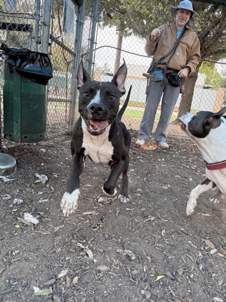 Adopt HUGGY Today - Pets TheCountyOffice