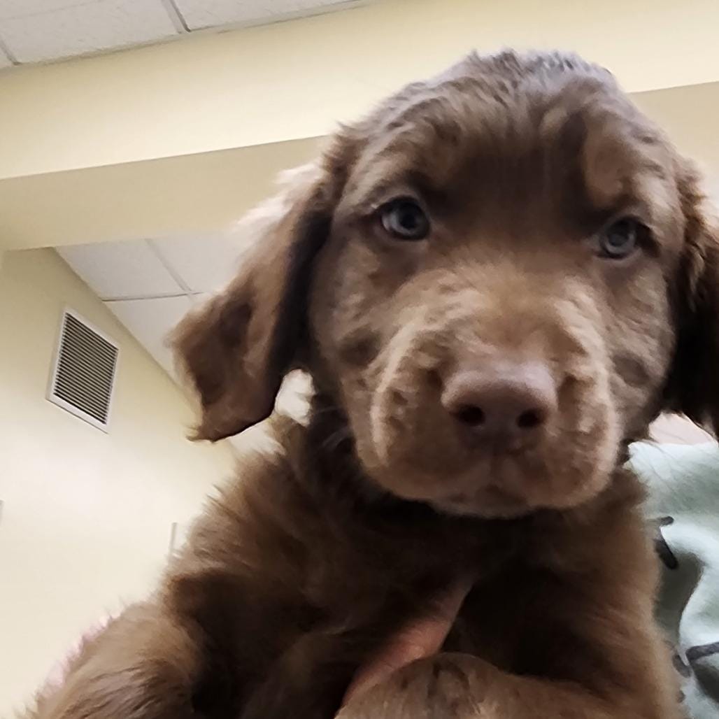 Adopt Kermit Today - Pets TheCountyOffice